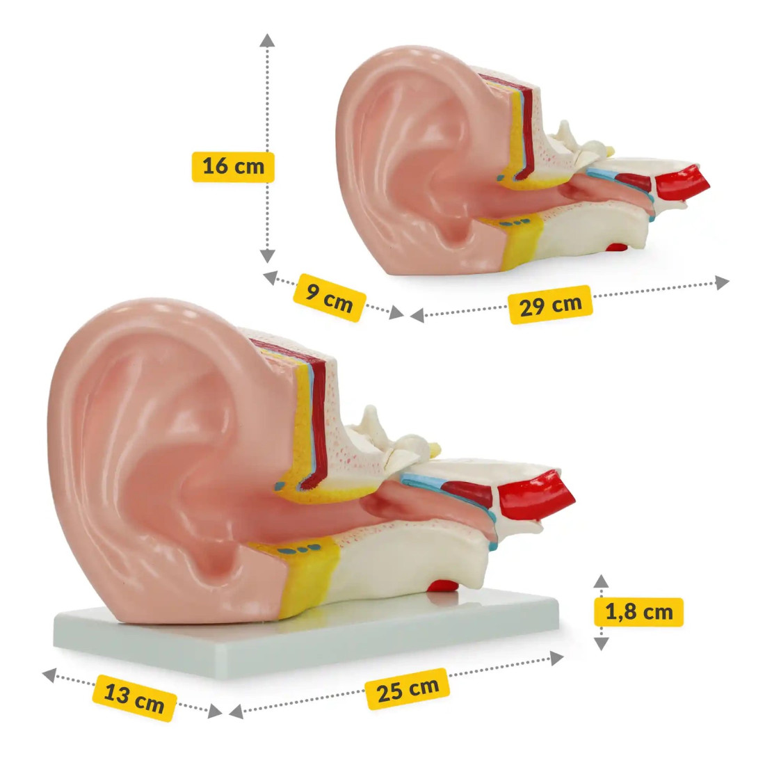 Ureche în secțiune transversală mărită - model anatomic - Tehnica ...