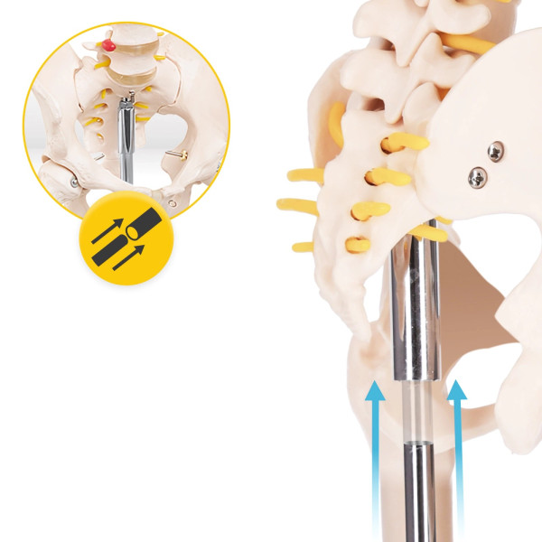 Schelet uman 180 cm - model anatomic - Tehnica-Medicala.ro