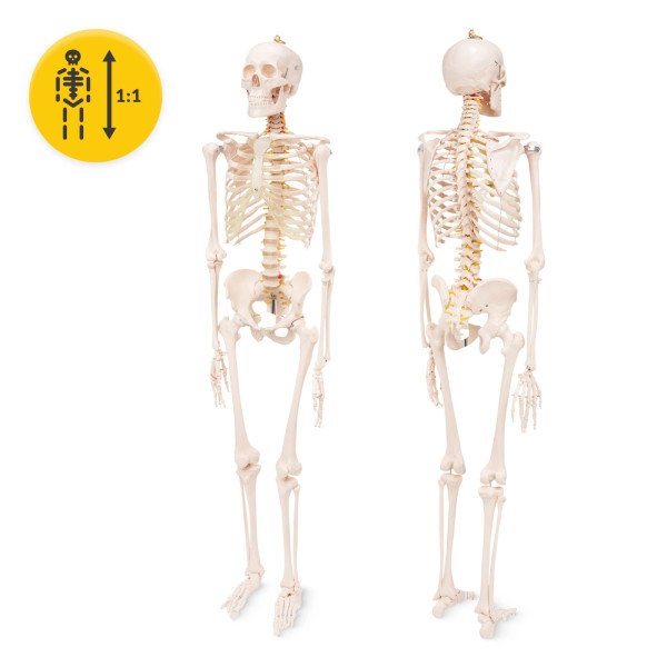 Schelet uman 180 cm - model anatomic - Tehnica-Medicala.ro
